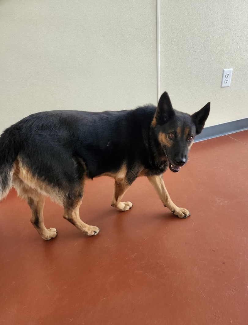 22-0387 SHEPHERD MIX